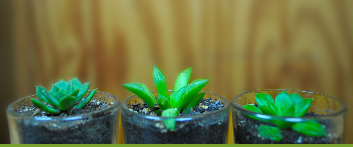 Micro Succulent - MICRO PLANT STUDIO