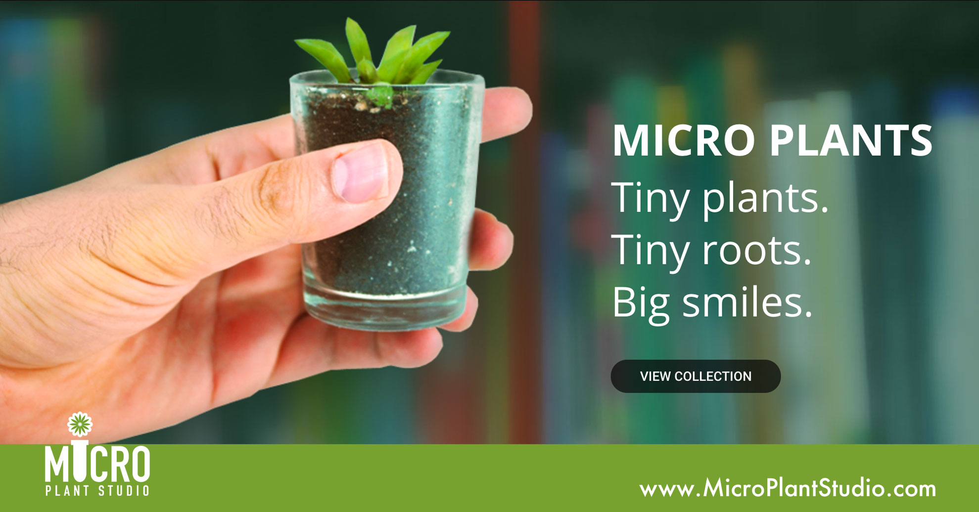 MicroPlantStudio.com: Plants with Roots! - MICRO PLANT STUDIO