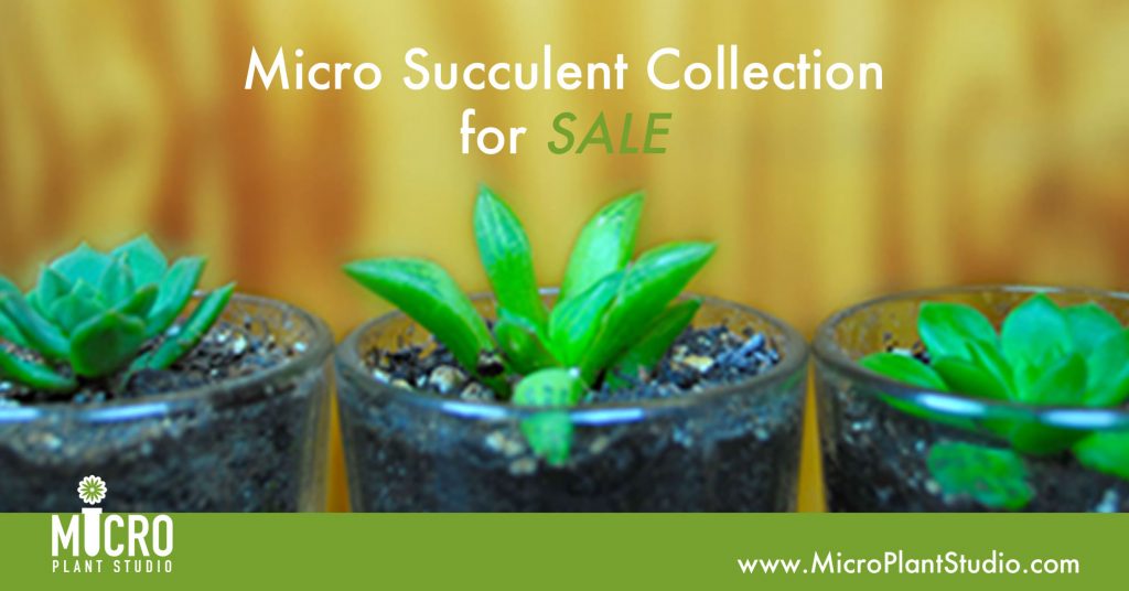 Micro Succulent - MICRO PLANT STUDIO