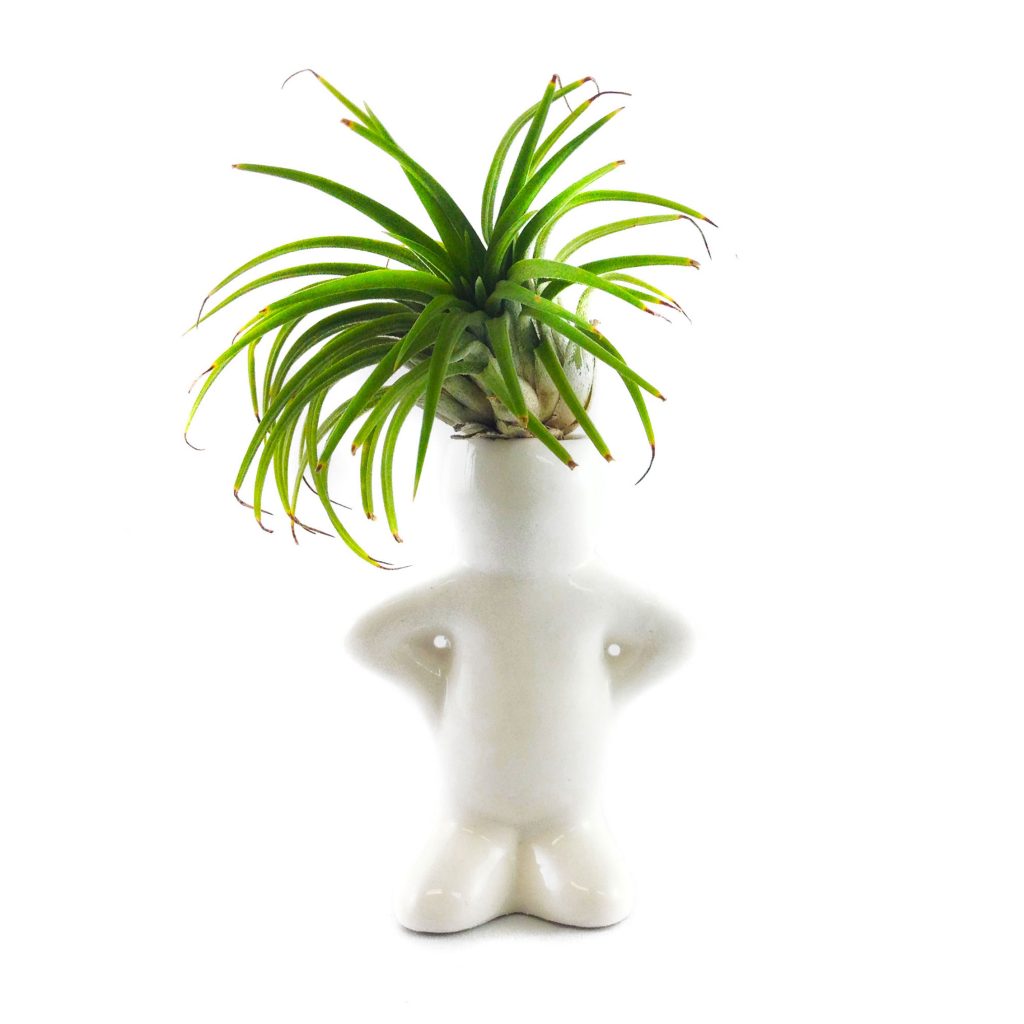 WHIM TINY PEOPLE W001 - MICRO PLANT STUDIO