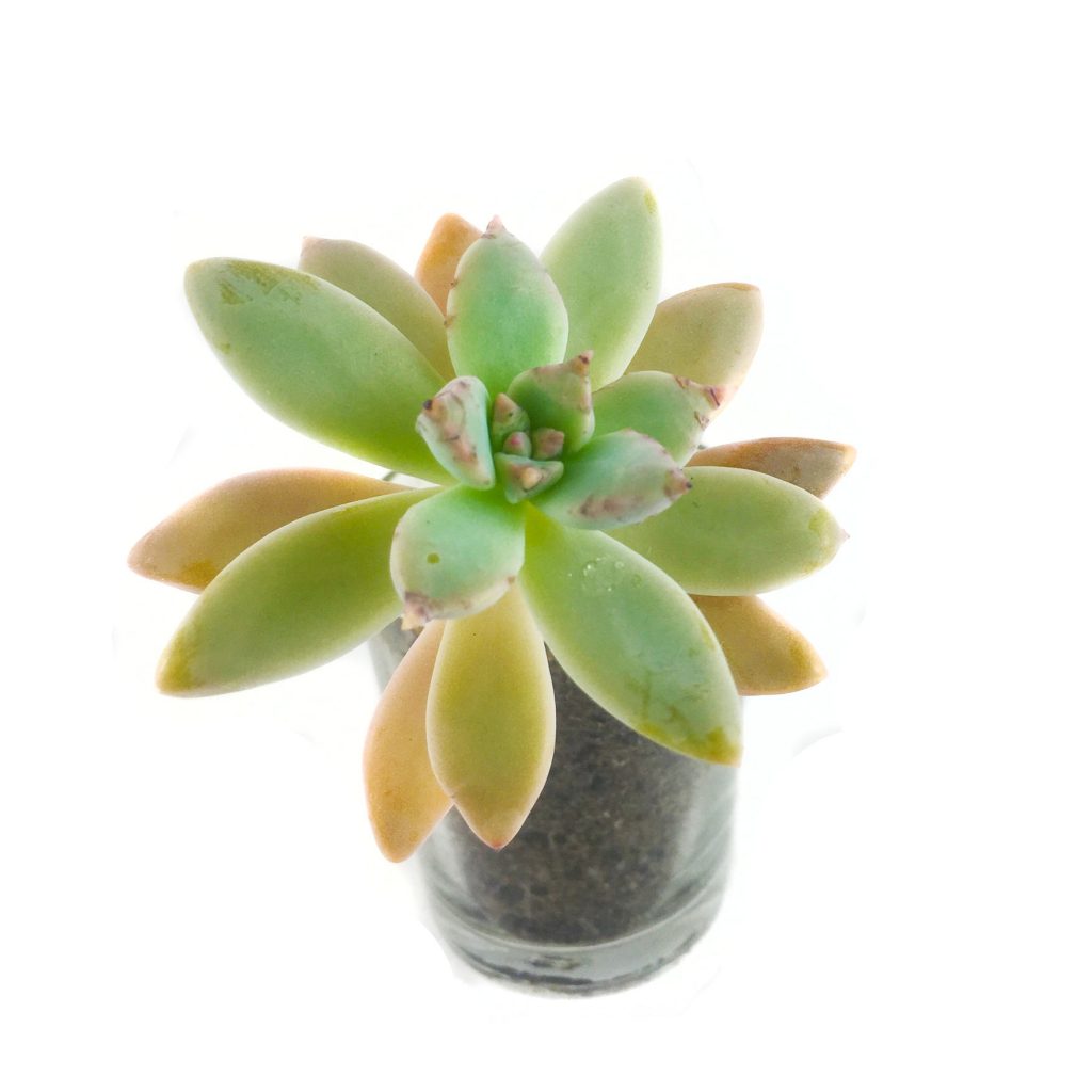 SUCCULENT MS003 - MICRO PLANT STUDIO
