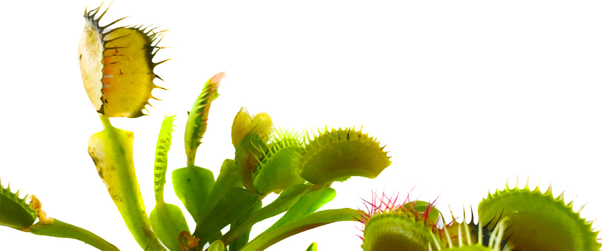 Venus Flytrap - MICRO PLANT STUDIO
