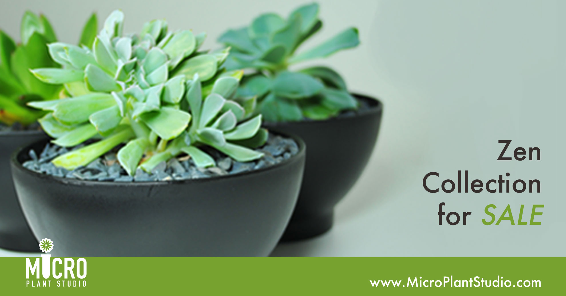 ZEN COLLECTION - MICRO PLANT STUDIO