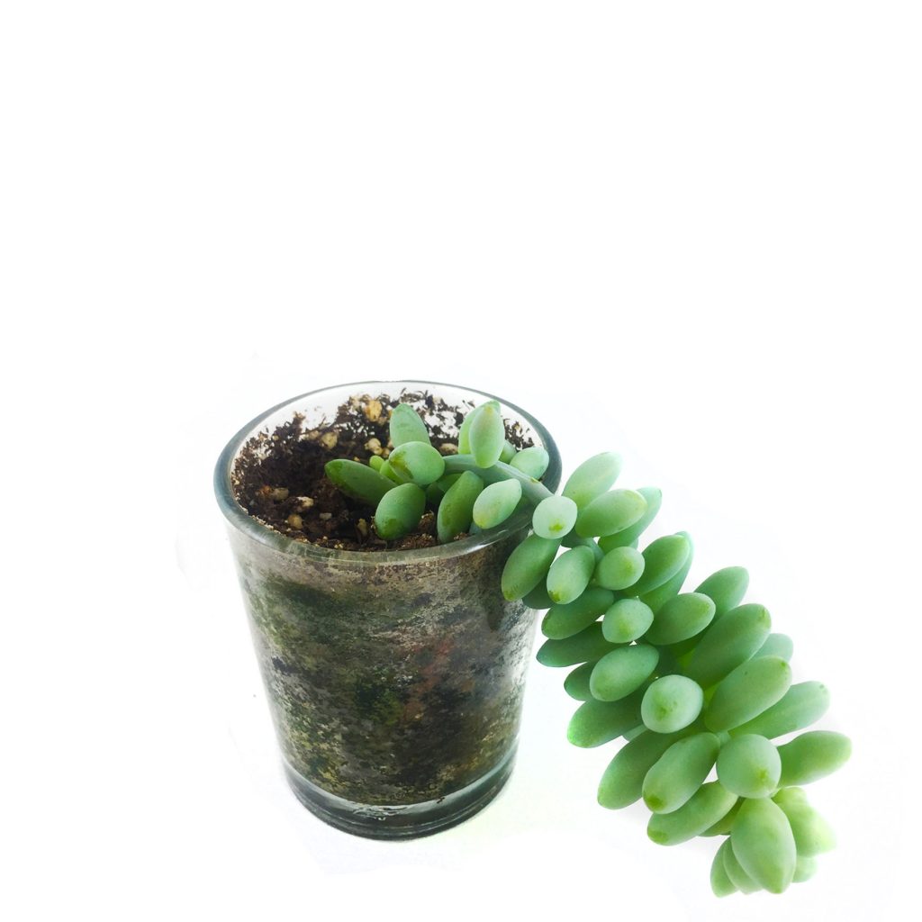 SUCCULENT MS015 - MICRO PLANT STUDIO