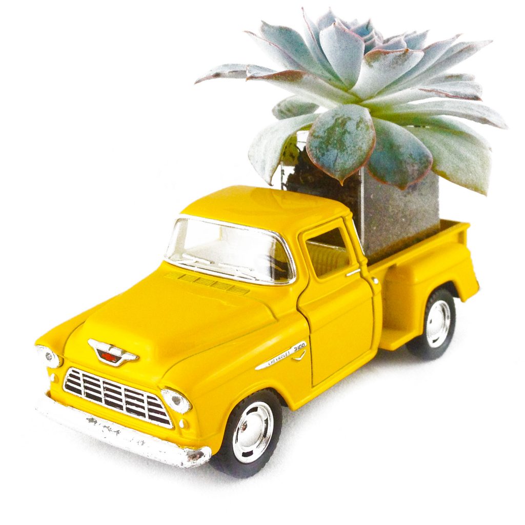 ZOOM CT3100-02 - MICRO PLANT STUDIO