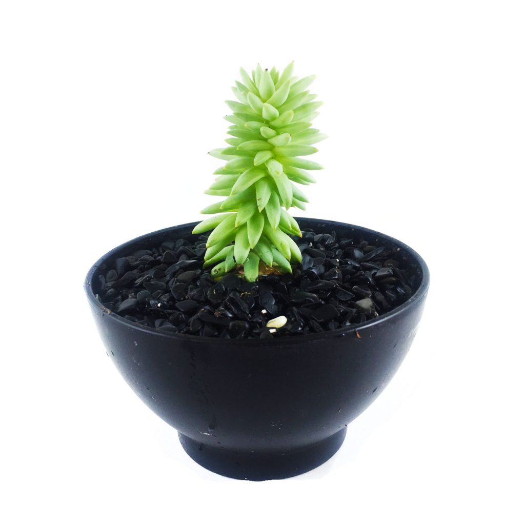 Zen Z001G - MICRO PLANT STUDIO