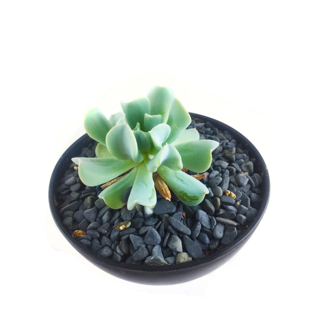 Zen Z001F - MICRO PLANT STUDIO