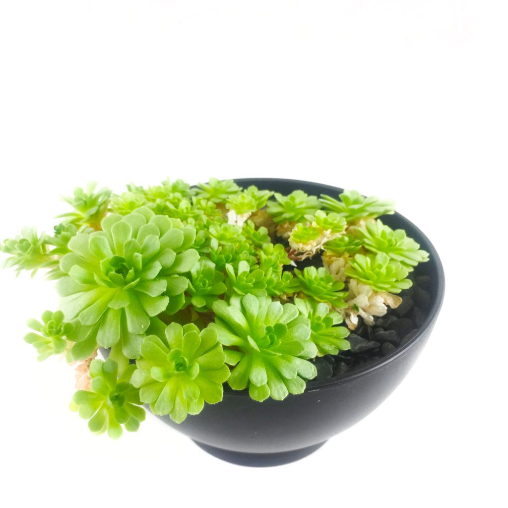 Zen Z001E - MICRO PLANT STUDIO