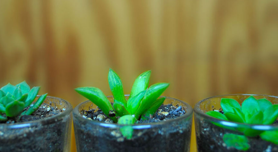 ABOUT - MICRO PLANT STUDIO