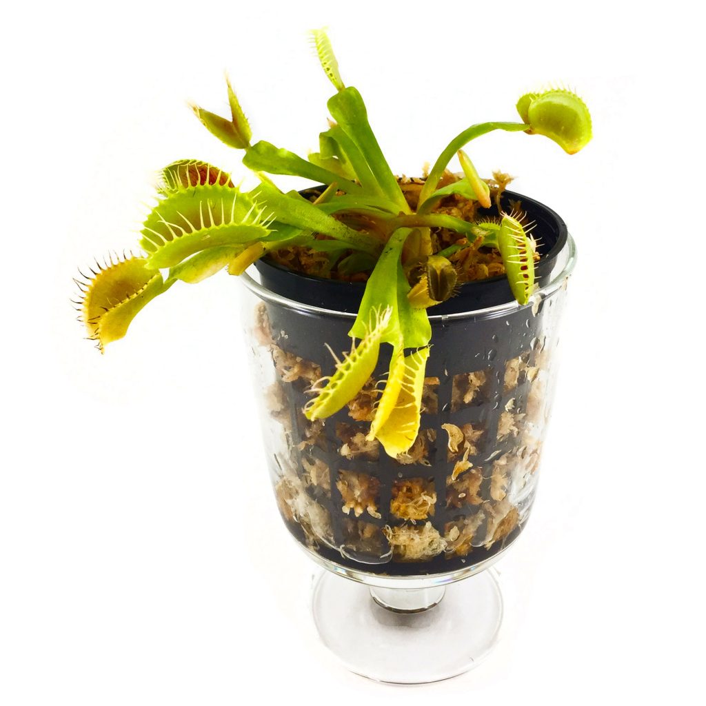Venus Flytrap - MICRO PLANT STUDIO