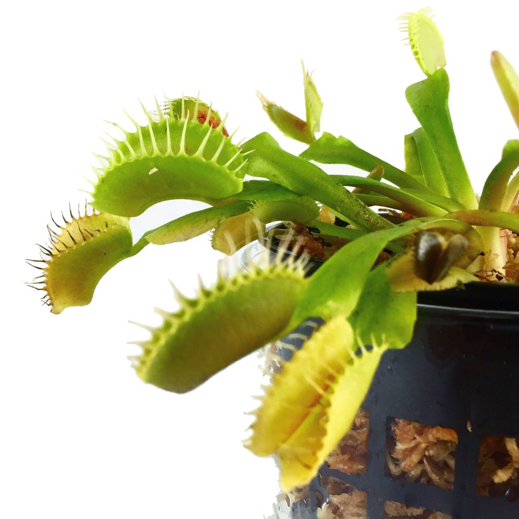 Venus Flytrap - MICRO PLANT STUDIO