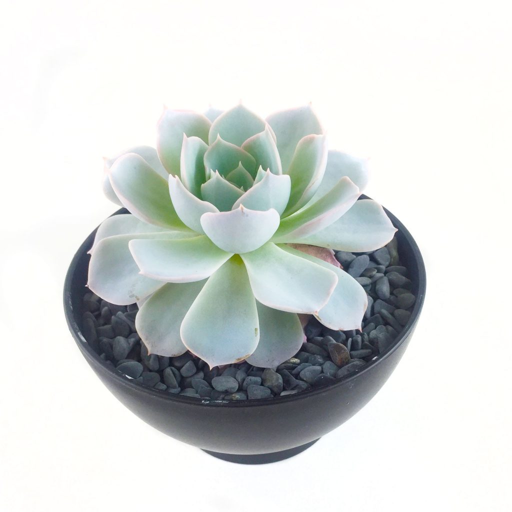 Zen Z001A - MICRO PLANT STUDIO