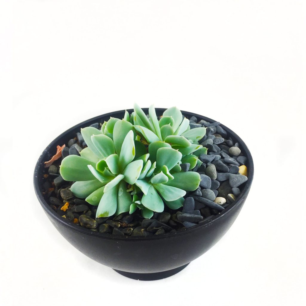 Zen Z001D - MICRO PLANT STUDIO