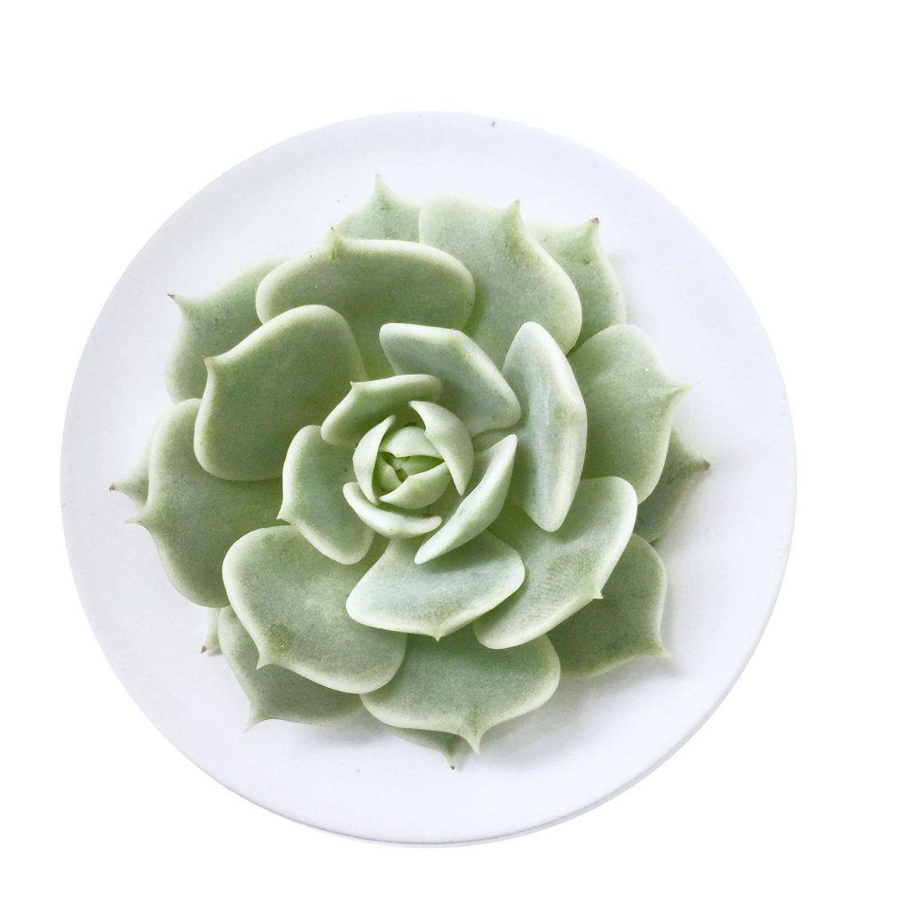 MicroPlantStudio.com: Tiny Plants, Tiny Roots, Big Smiles - MICRO PLANT ...