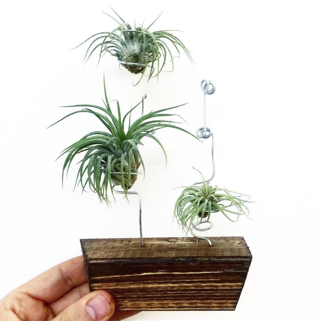 Aire: 03 - MICRO PLANT STUDIO