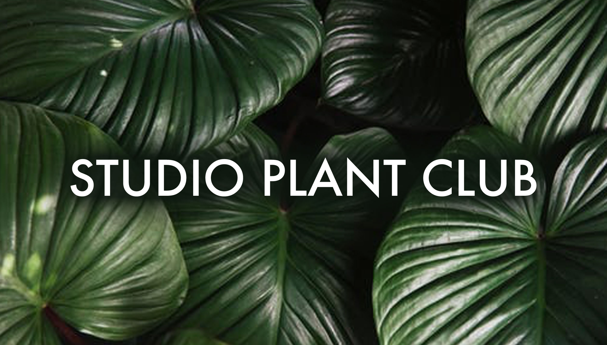 STUDIO PLANT CLUB - MICRO PLANT STUDIO