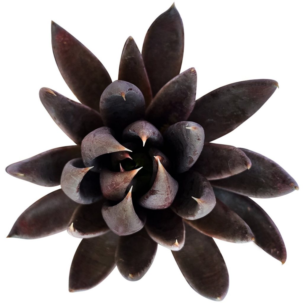 ECHEVERIA BLACK KNIGHT - MICRO PLANT STUDIO