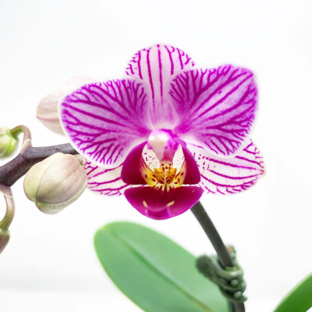 Orchid 4 - MICRO PLANT STUDIO