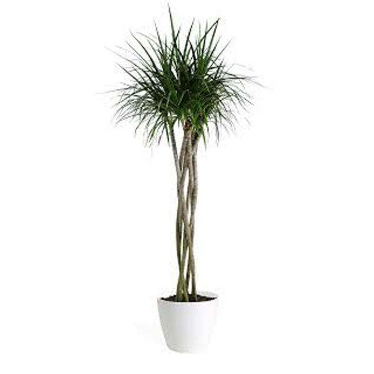 Marginata Braid Plant - MICRO PLANT STUDIO