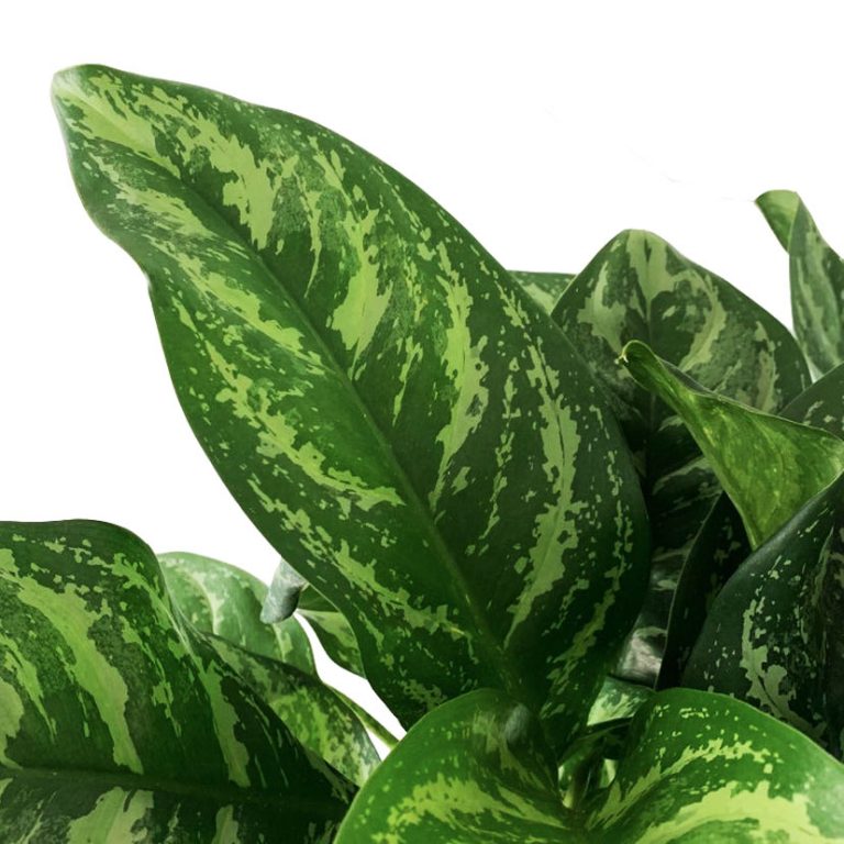 Aglaonema Calypso - MICRO PLANT STUDIO