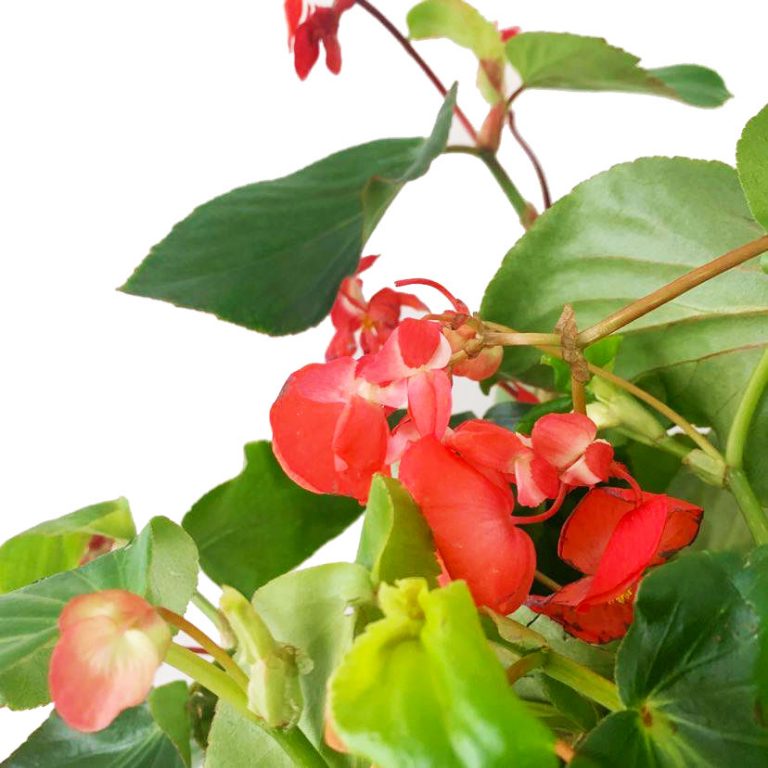 Dragon Wing Begonia - MICRO PLANT STUDIO