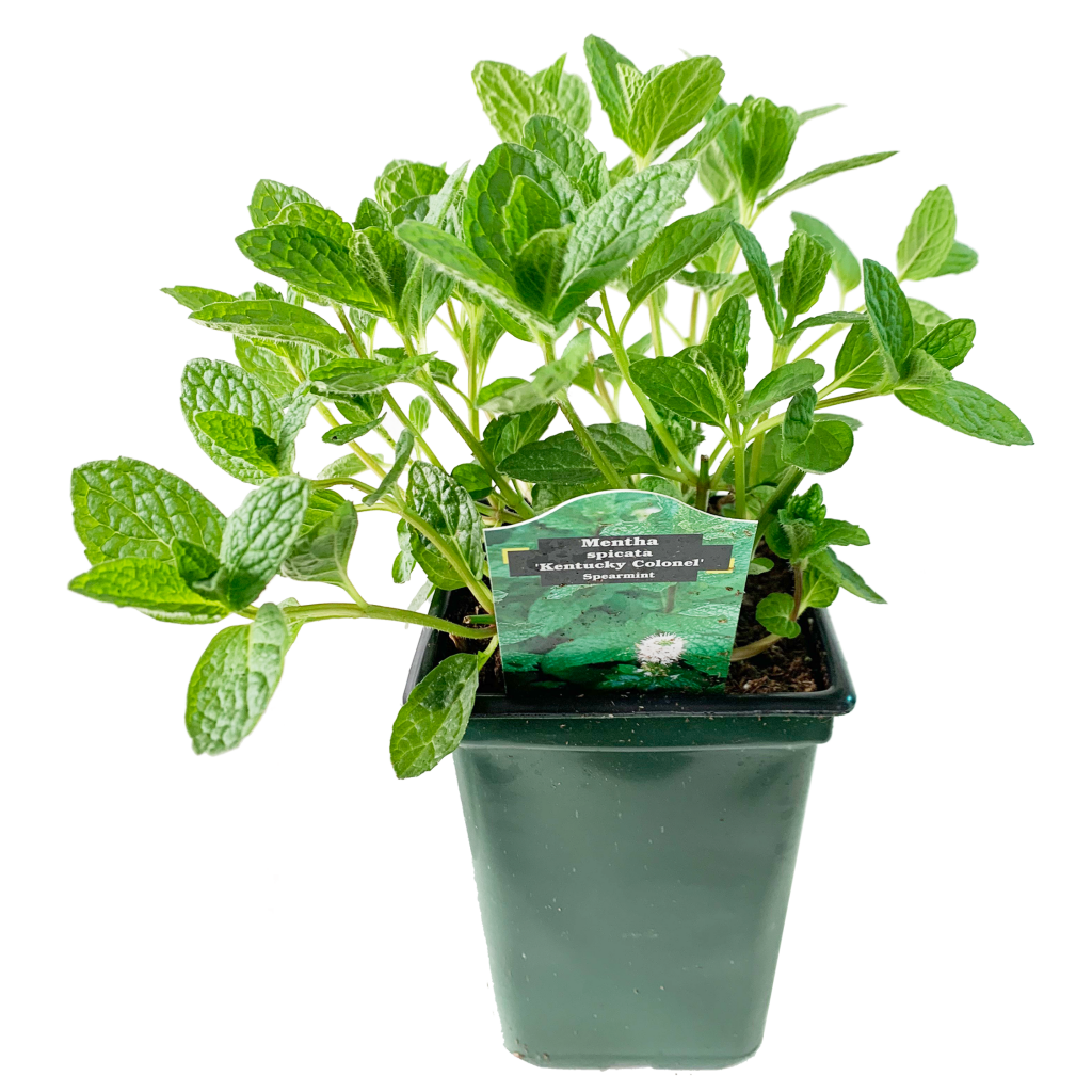 Peppermint - MICRO PLANT STUDIO