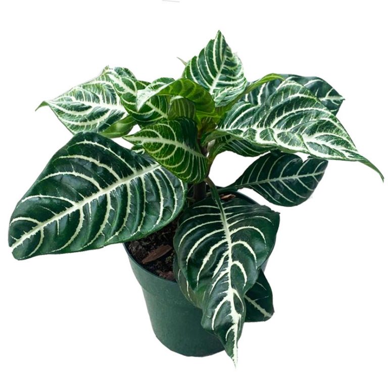 Zebra Plant - Aphelandra Squarrosa - MICRO PLANT STUDIO