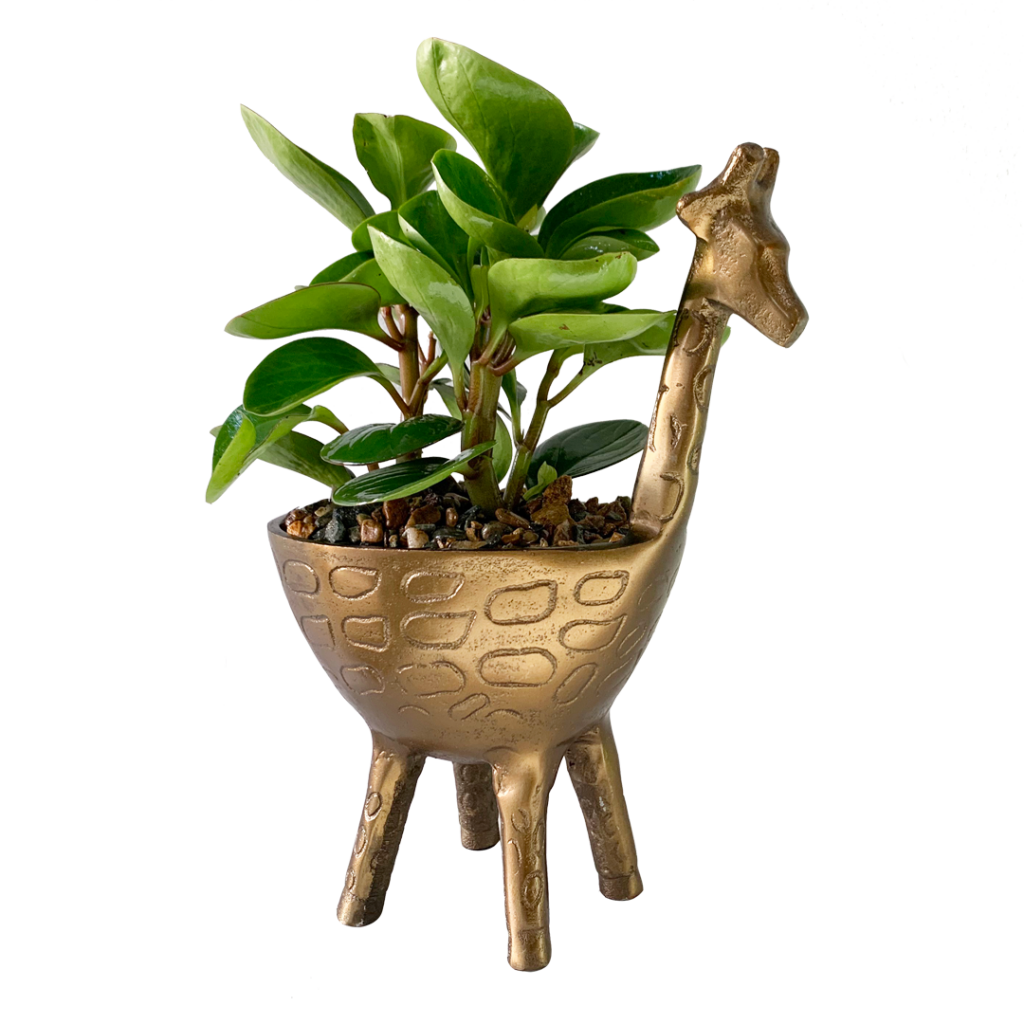 GIA GIRAFFE - MICRO PLANT STUDIO