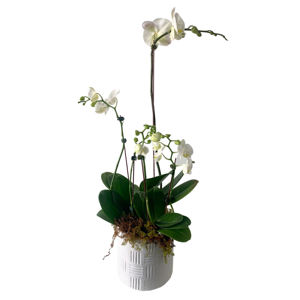 Zen Orchid Arrangement - MICRO PLANT STUDIO