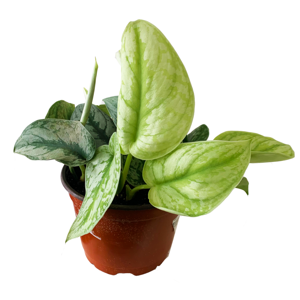 Scindapsus Pictus Satin - MICRO PLANT STUDIO