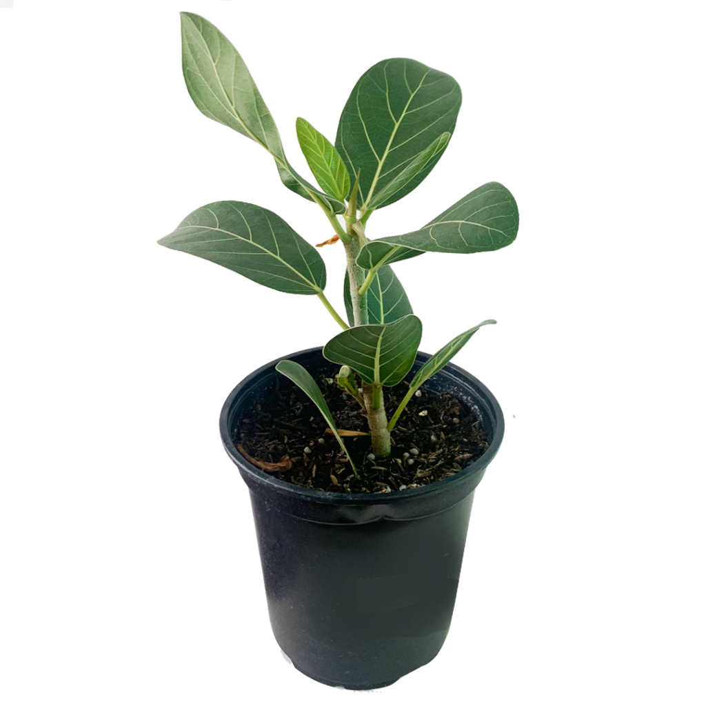 FIcus Audrey - MICRO PLANT STUDIO