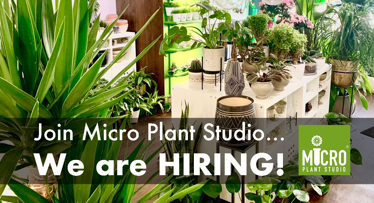 We are hiring! - MICRO PLANT STUDIO