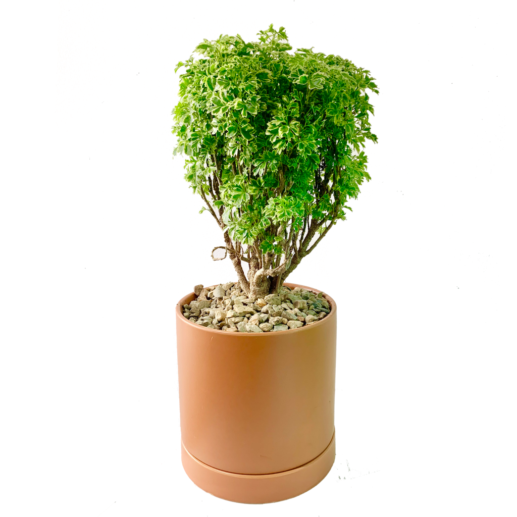 Parsley-Leaf Ming Aralia Bonsai - MICRO PLANT STUDIO