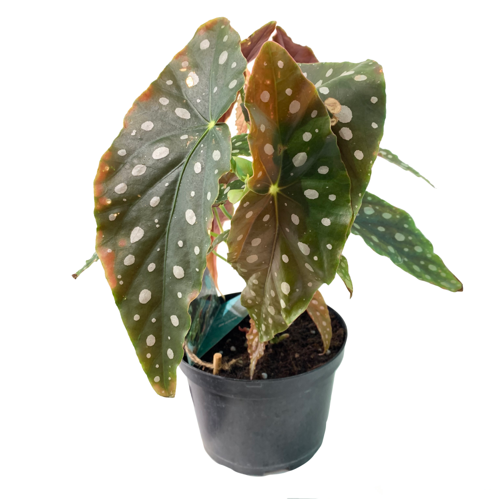 Begonia maculata Polka Dot - MICRO PLANT STUDIO