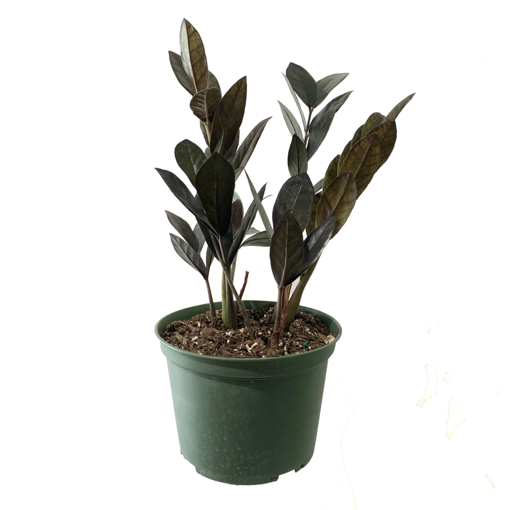 ZZ RAVEN - MICRO PLANT STUDIO