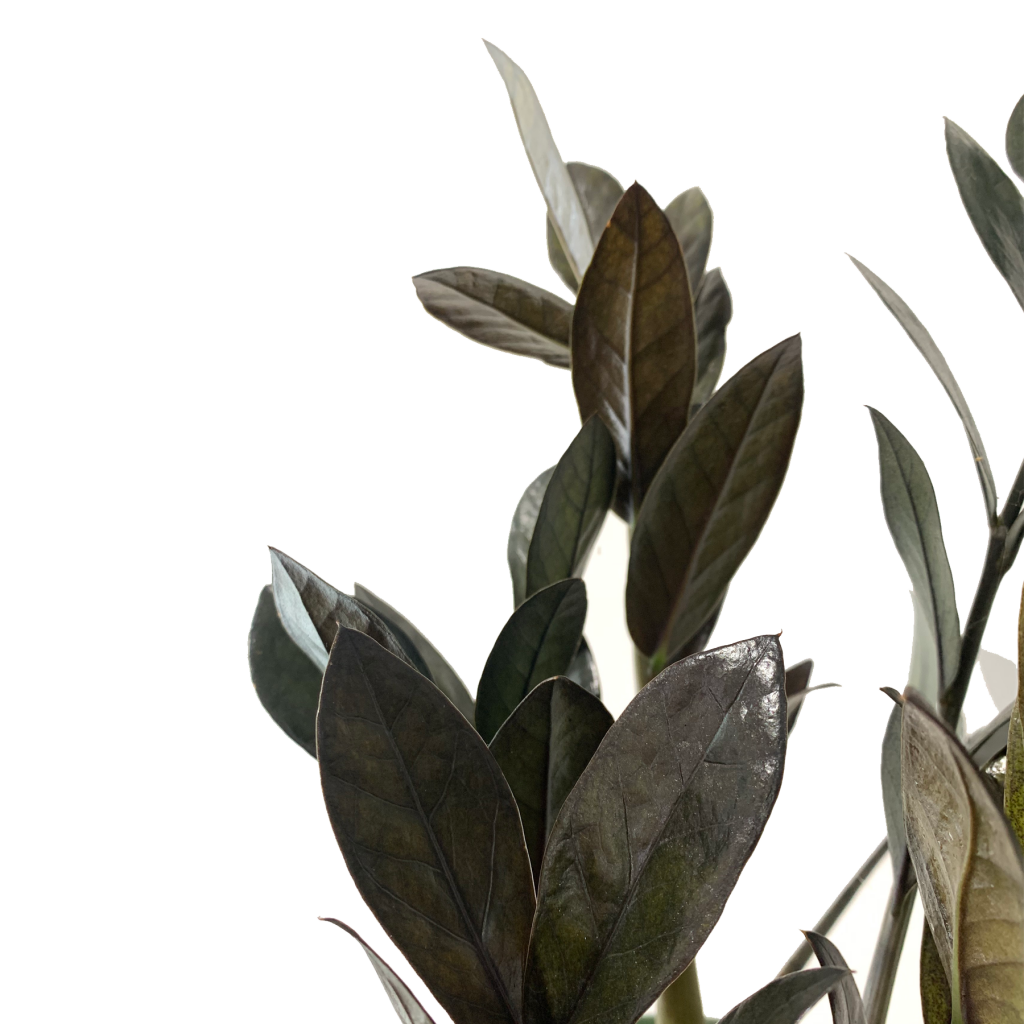ZZ RAVEN - MICRO PLANT STUDIO