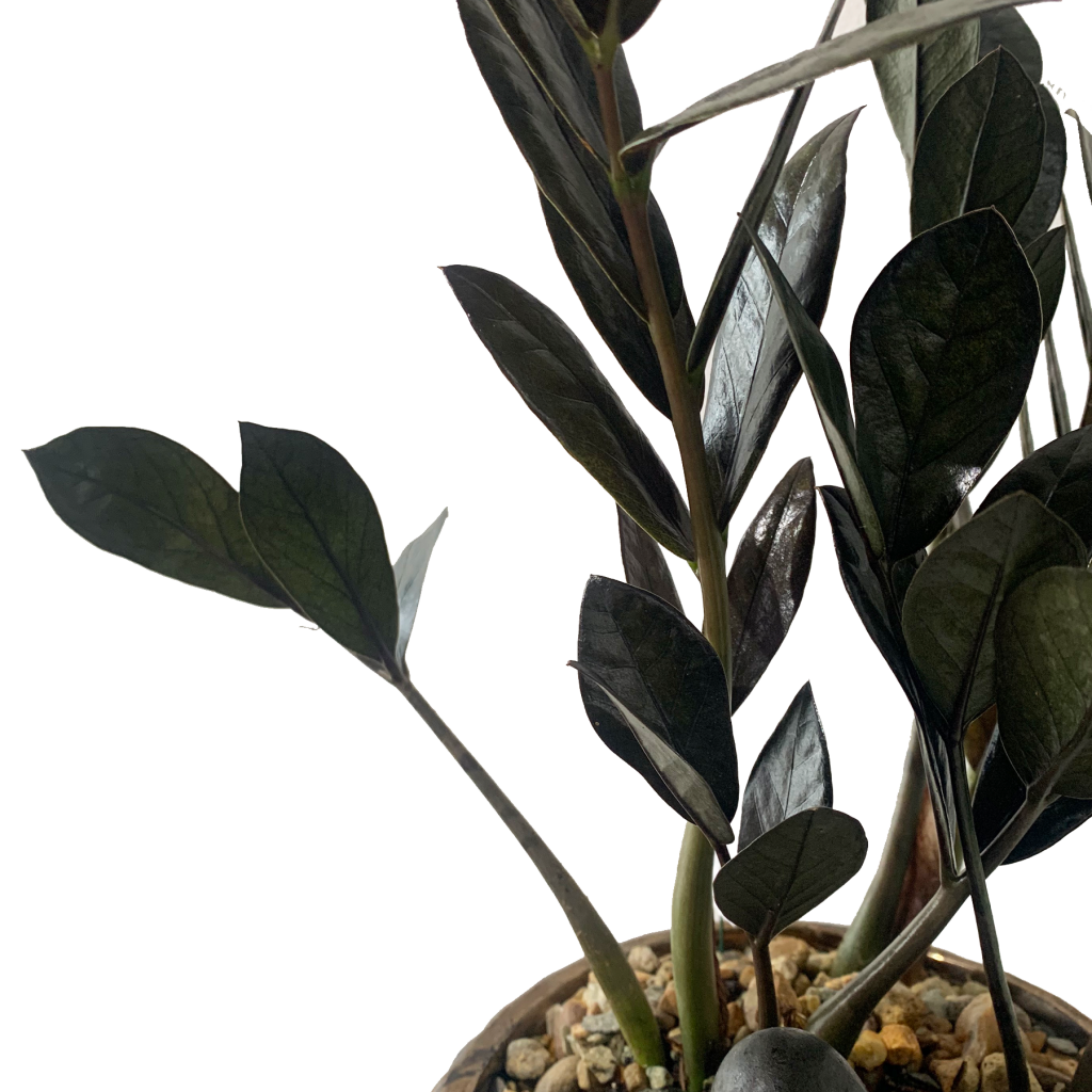 ZZ Raven Potted - MICRO PLANT STUDIO