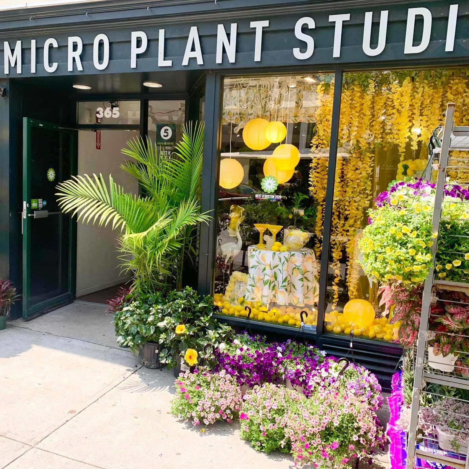'The most unique floral studio in Boston’ - MICRO PLANT STUDIO