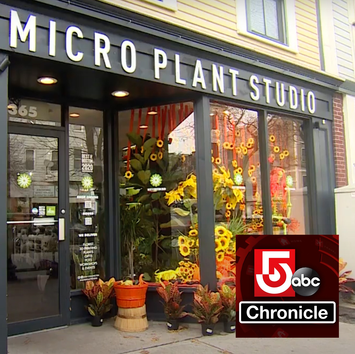 SHOP LOCAL: Chronicle 5 WCVB - MICRO PLANT STUDIO