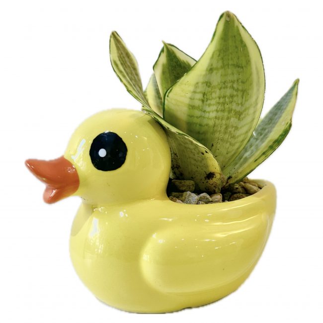 Duck - MICRO PLANT STUDIO
