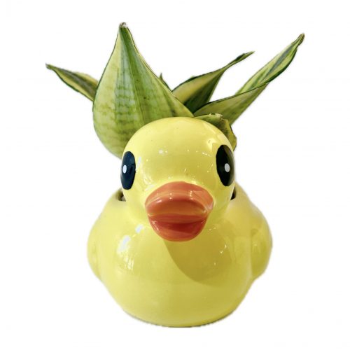 Duck - MICRO PLANT STUDIO