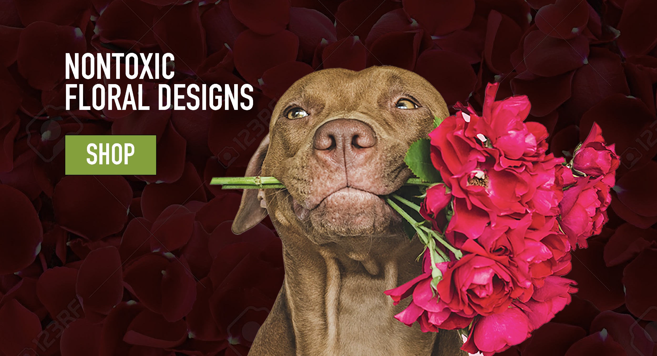 Pet Friendly Flowers, NON TOXIC FLORALS - MICRO PLANT STUDIO