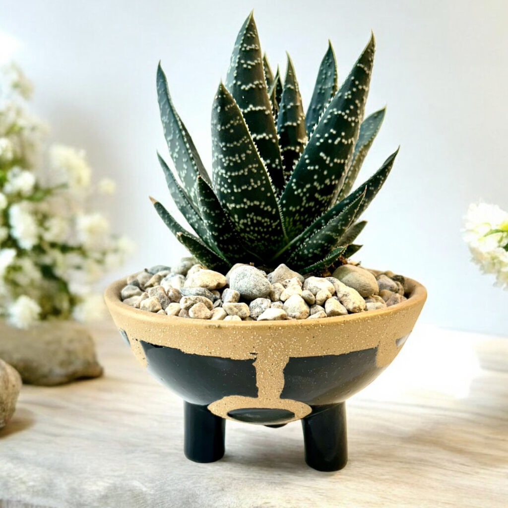 Aloe in Ghana Pot - MICRO PLANT STUDIO