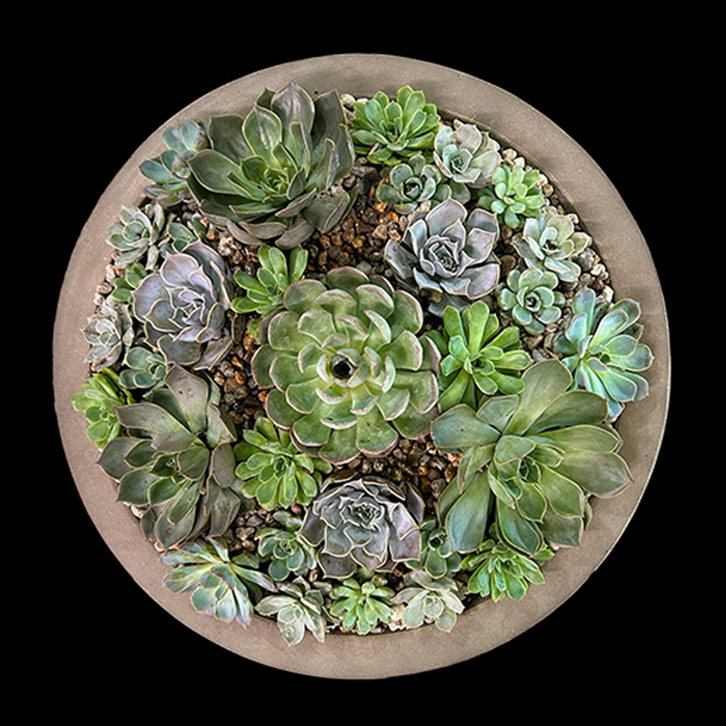 Custome Terrarium and Gardens - MICRO PLANT STUDIO