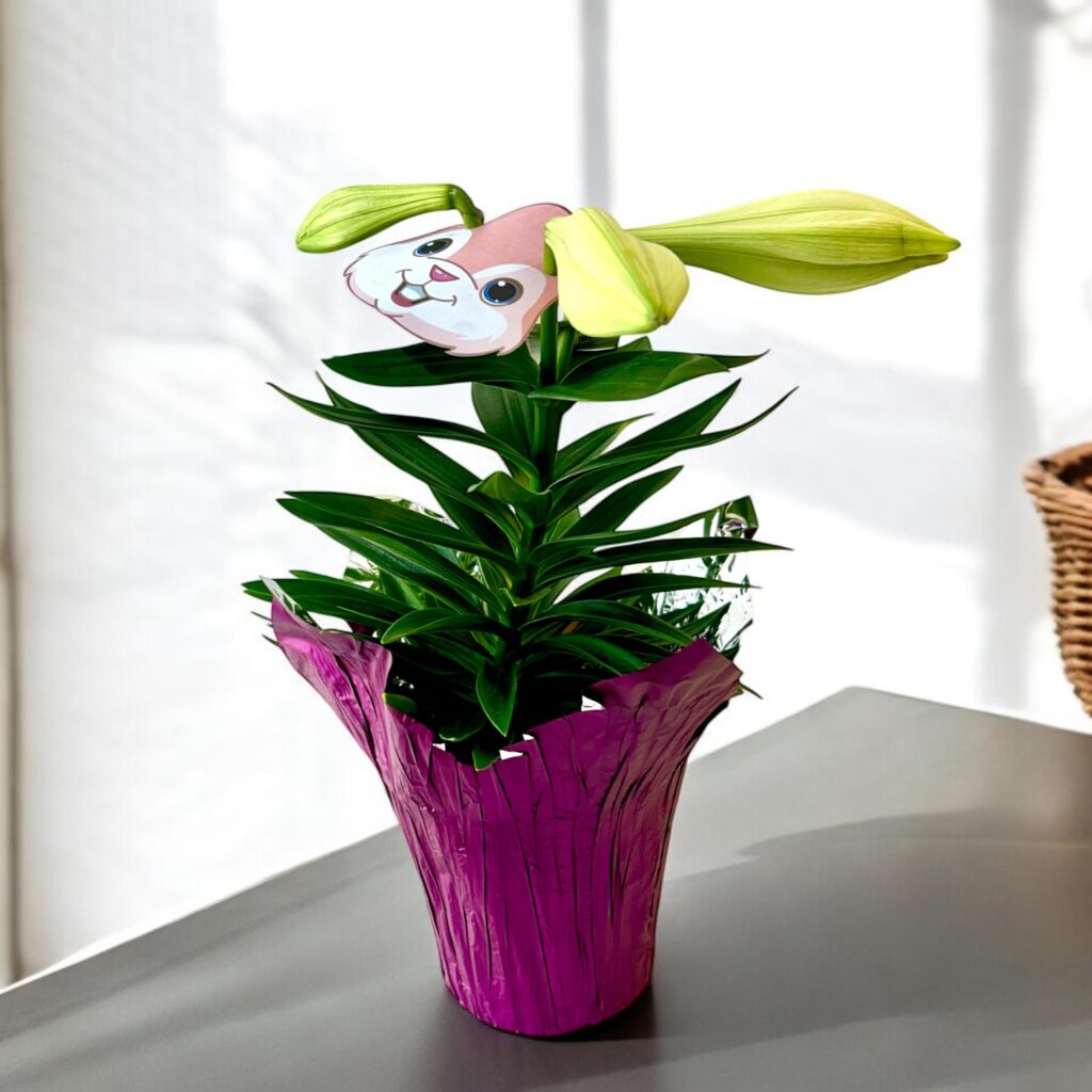 Easter Lily - MICRO PLANT STUDIO