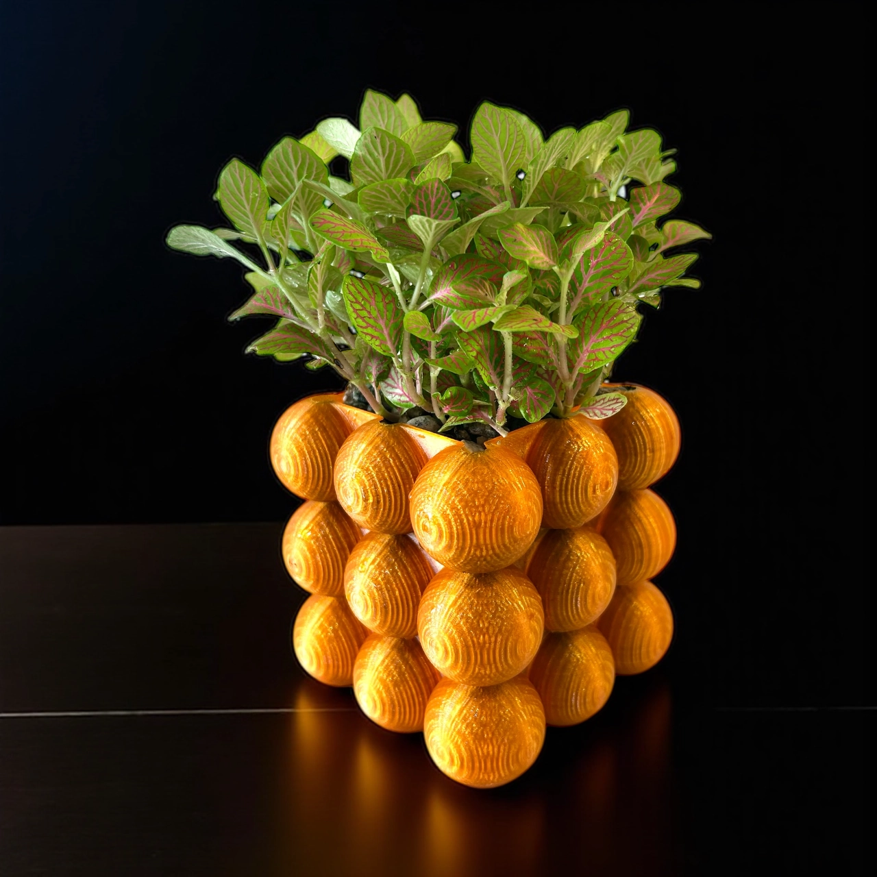 FITTONIA IN BUBBLE CUBE - MICRO PLANT STUDIO